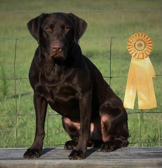 South Carolina breeder of field trial and hunt test Labrador Retrievers
